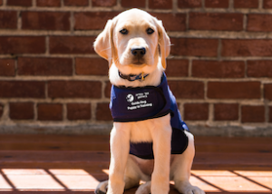 Welcome to our Israel Guide Dog Family! - Israel Guide Dogs