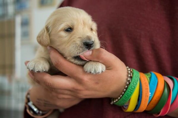 Raise a Puppy - Israel Guide Dogs