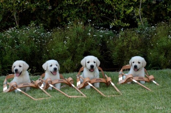 Our Mission - Israel Guide Dogs