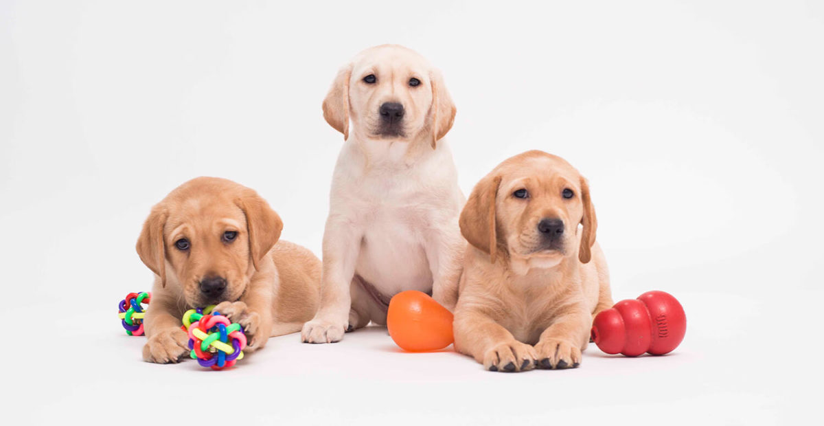 Welcome To Our Family! - Israel Guide Dogs