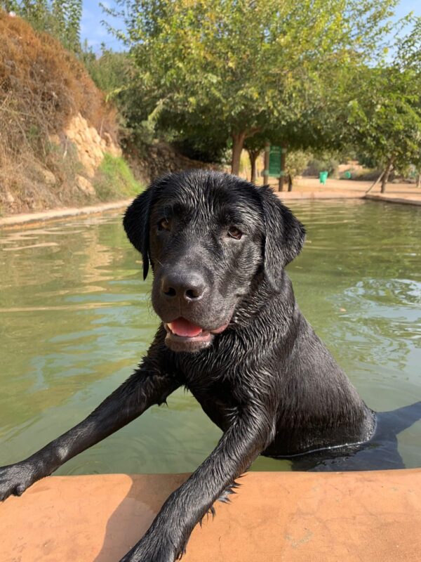 Aliyah Puppies - Israel Guide Dogs