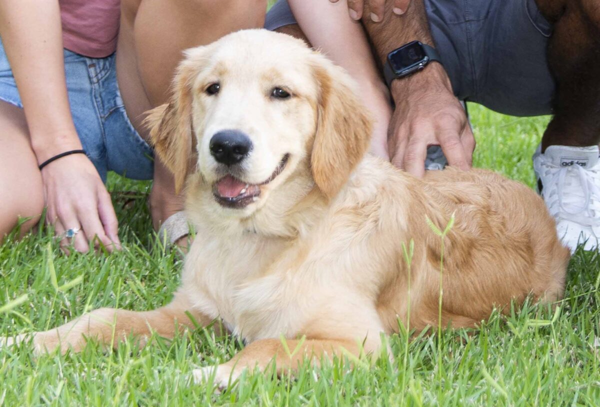 Aliyah Puppies - Israel Guide Dogs