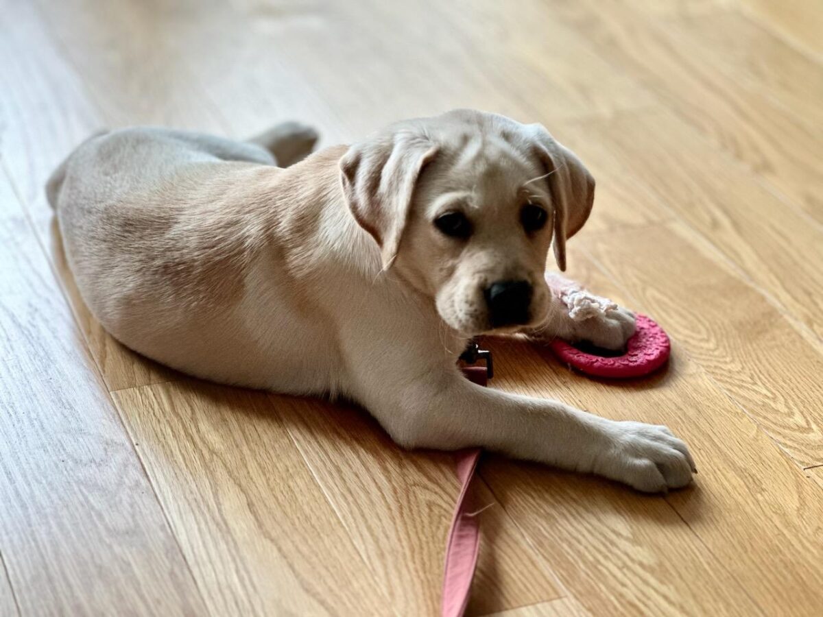 Aliyah Puppies - Israel Guide Dogs