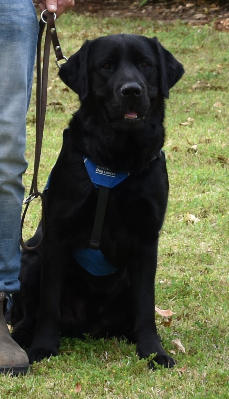 Aliyah Puppies - Israel Guide Dogs