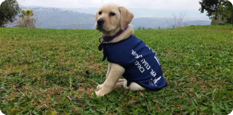 Ways to Give – Support Israel Guide Dog Center