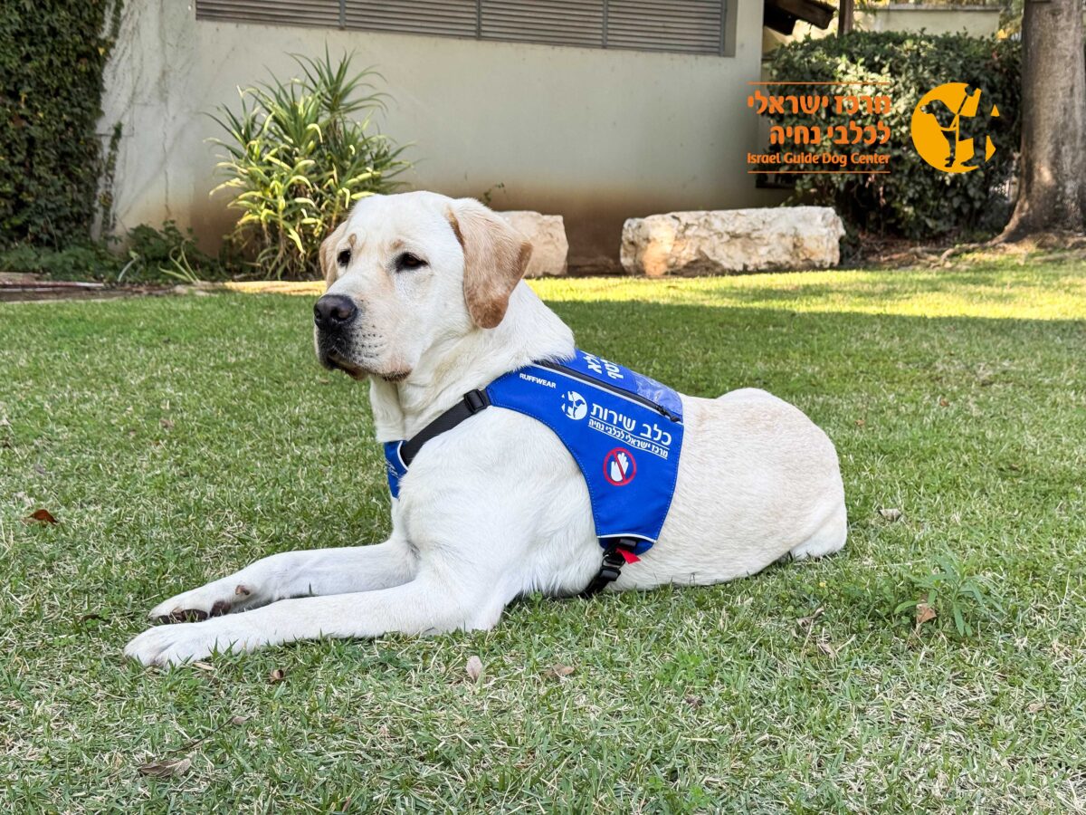 Spotlight on Tulip - Israel Guide Dogs